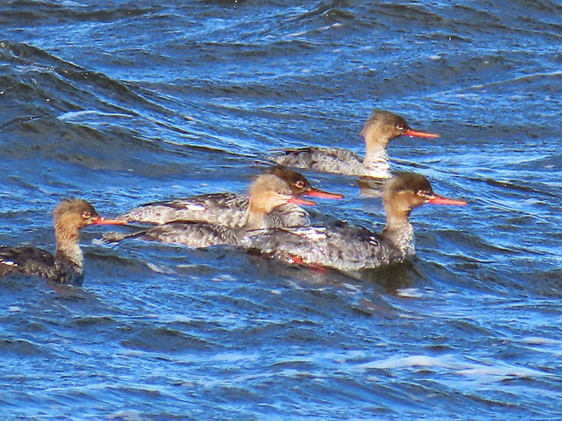 North Carolina Bird Atlas Checklist - 6 Apr 2024 - Waves soundfront ...