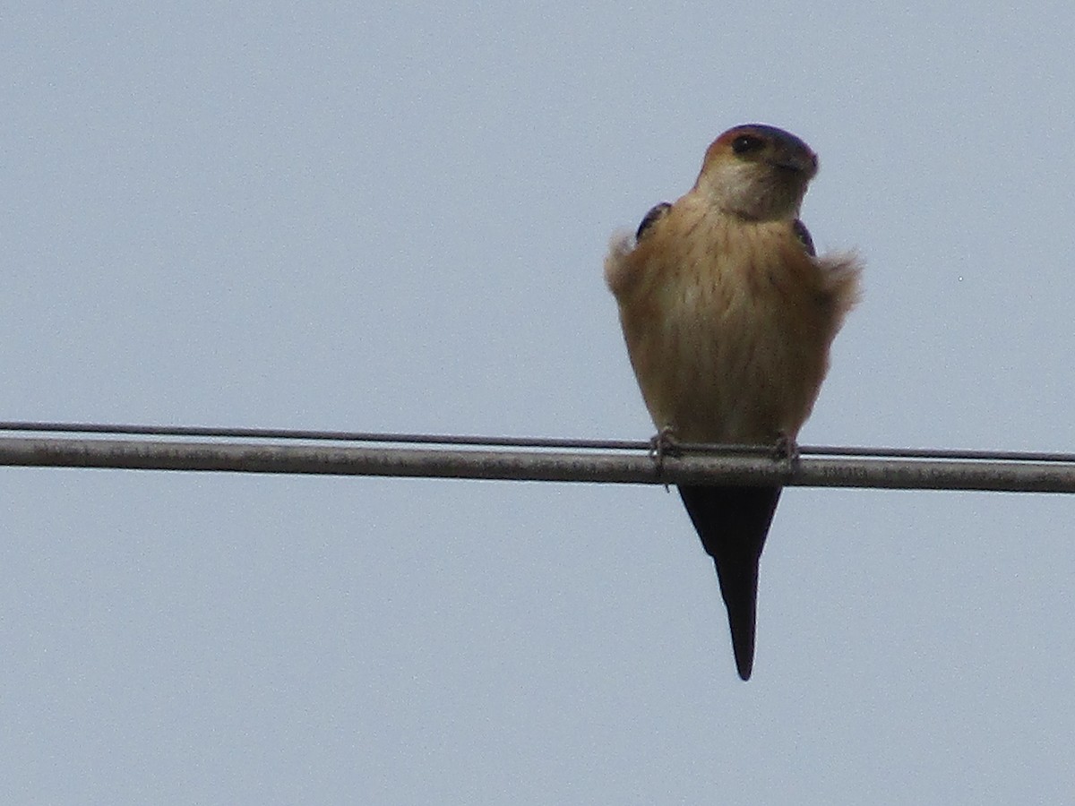 Red-rumped Swallow - Cecropis daurica - Media Search - Macaulay Library and eBird