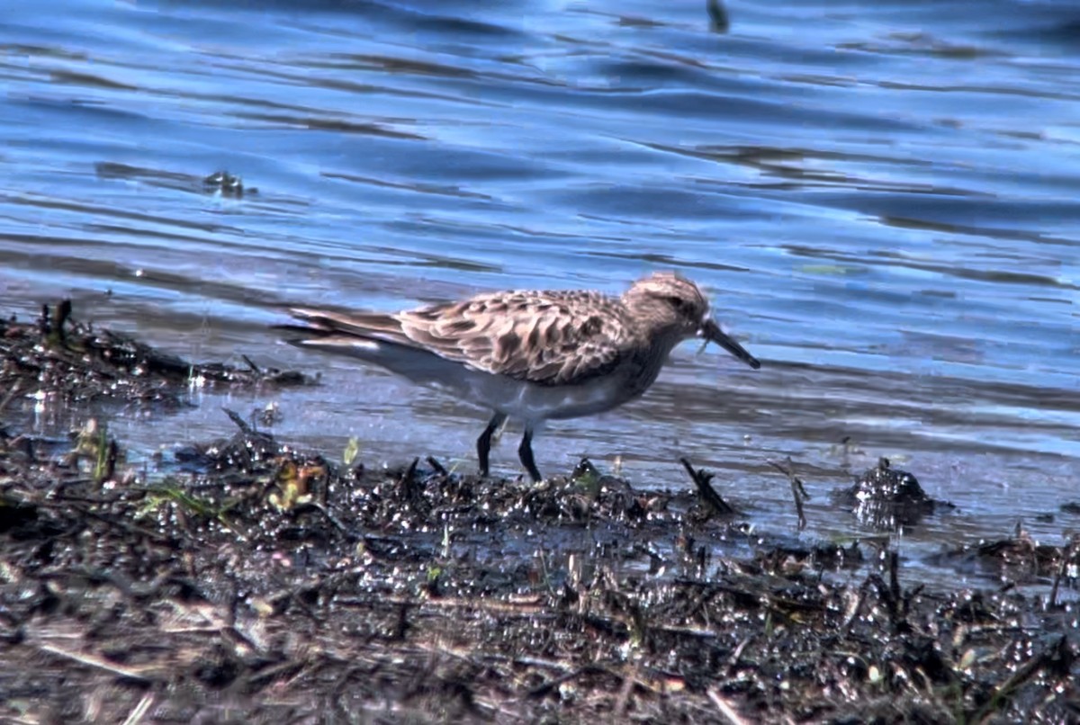 eBird Checklist - 6 Apr 2024 - Watermelon Pond WEA - 33 species (+1 ...