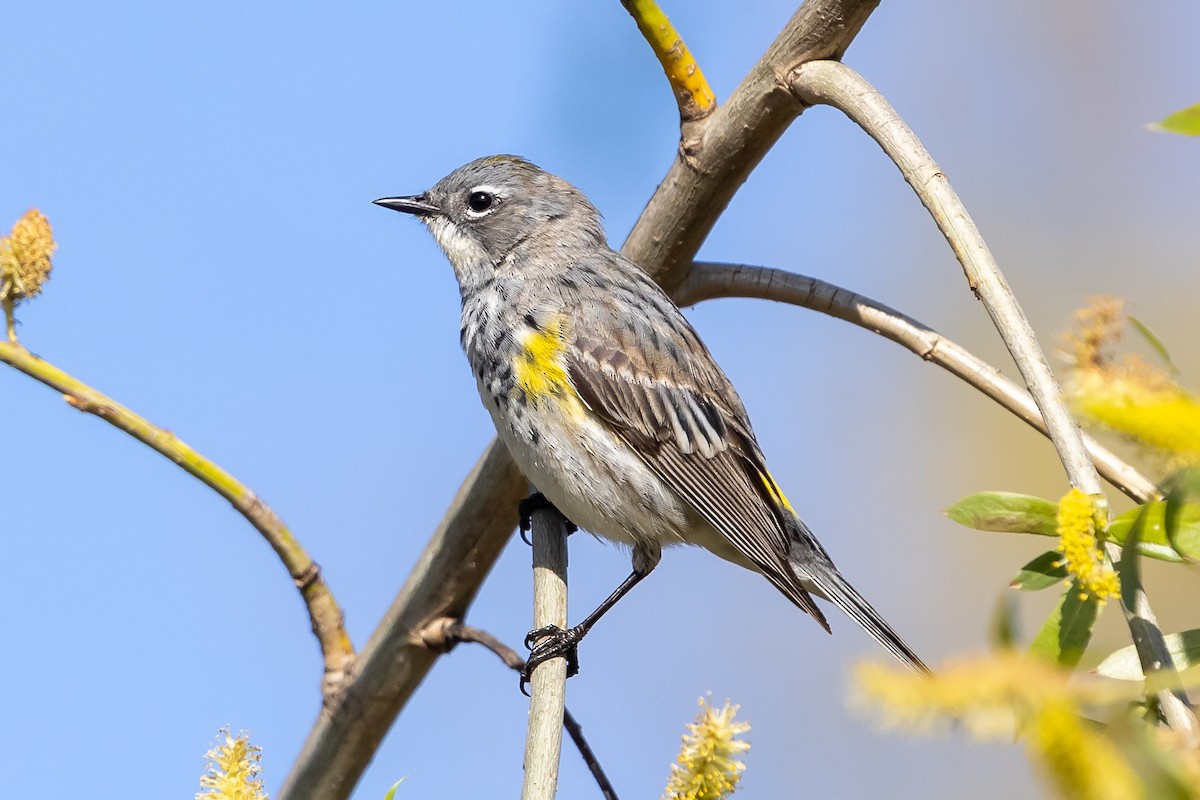 eBird Checklist - 6 Apr 2024 - IRWD San Joaquin Marsh & Wildlife ...