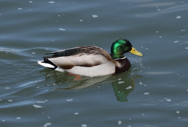 eBird Checklist - 6 Apr 2024 - Calgary--Carburn Park - 37 species