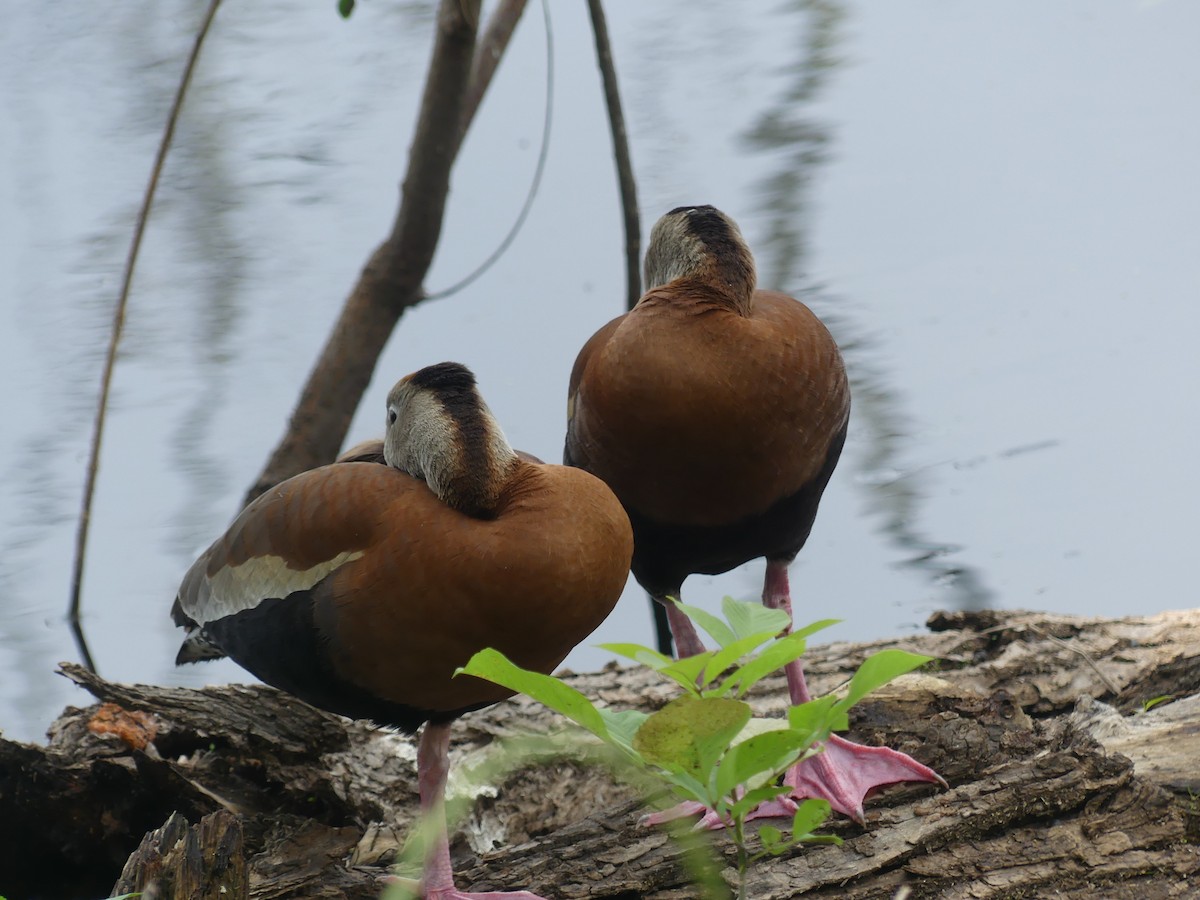eBird Checklist - 6 Apr 2024 - Brazos Bend SP (UTC 117) - 65 species