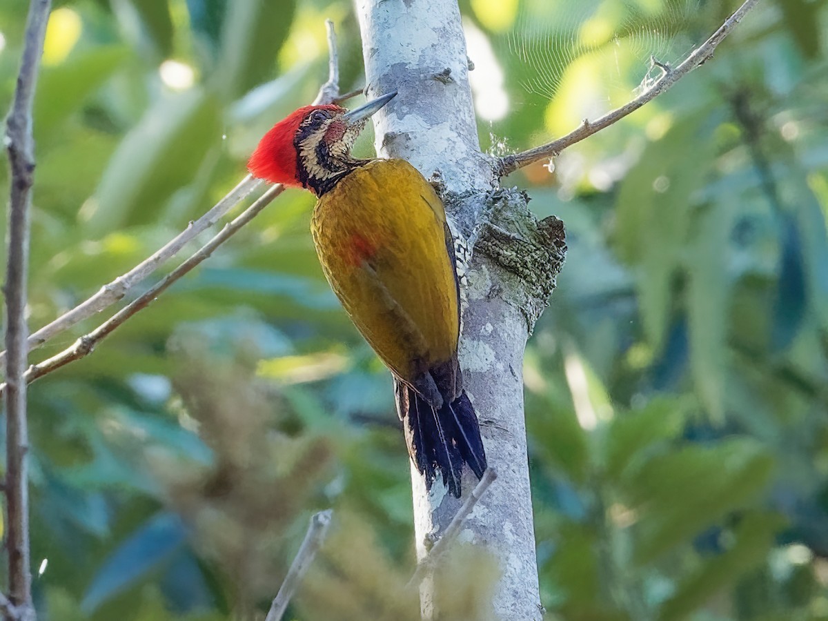Spot-throated Flameback - Dinopium everetti - Birds of the World