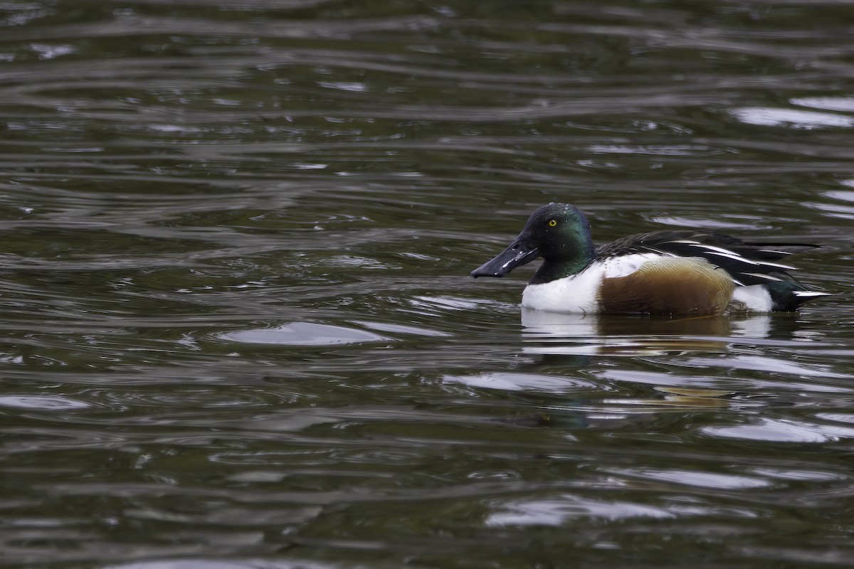 eBird Checklist - 6 Apr 2024 - Ottawa--Dow's Lake - 5 species