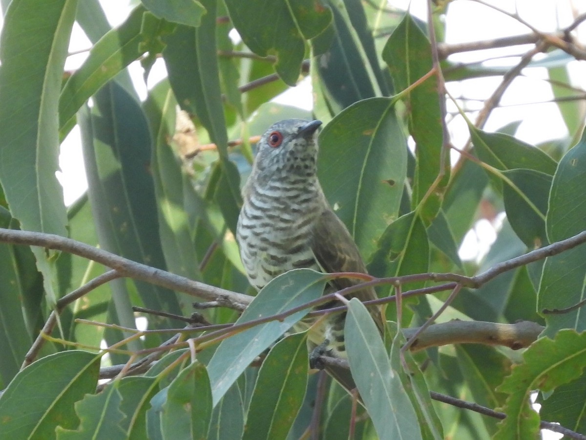 eBird Checklist - 6 Apr 2024 - Lillybrook Camping Area (Western Trail ...