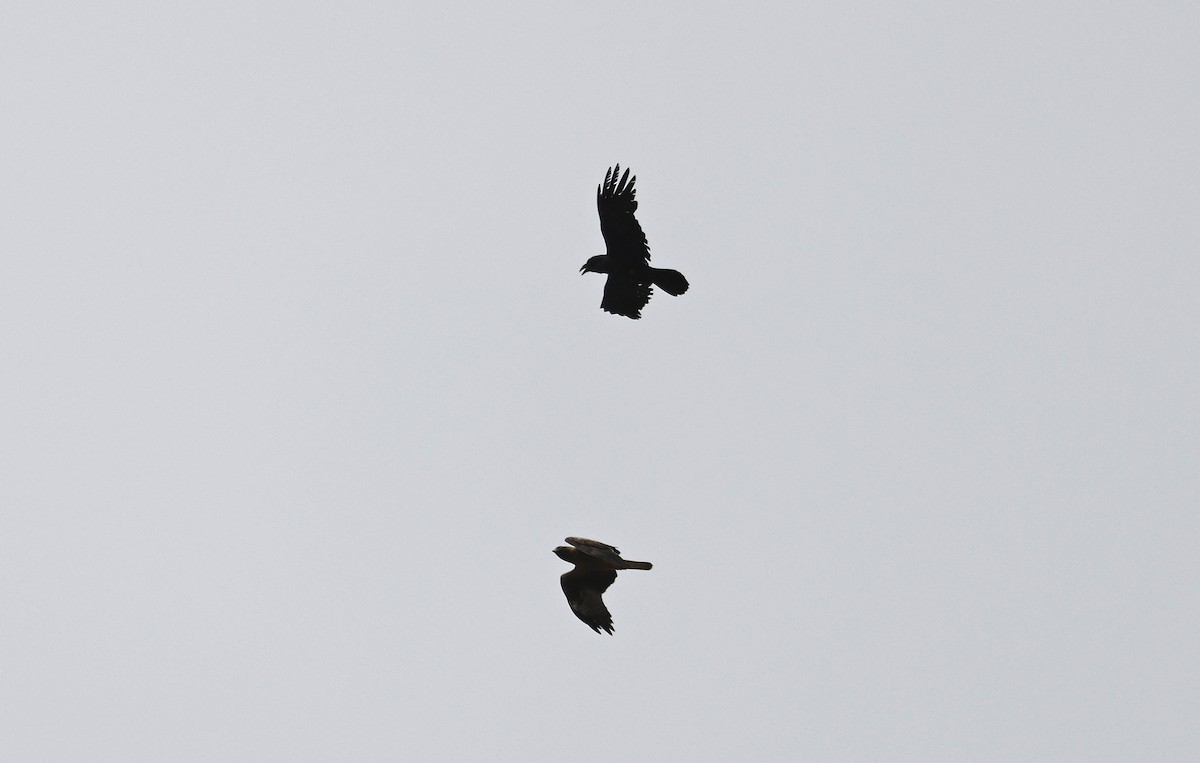 eBird Checklist - 6 Jun 2023 - Bou Jighigh (Fôret de Ben Smim) - 25 species