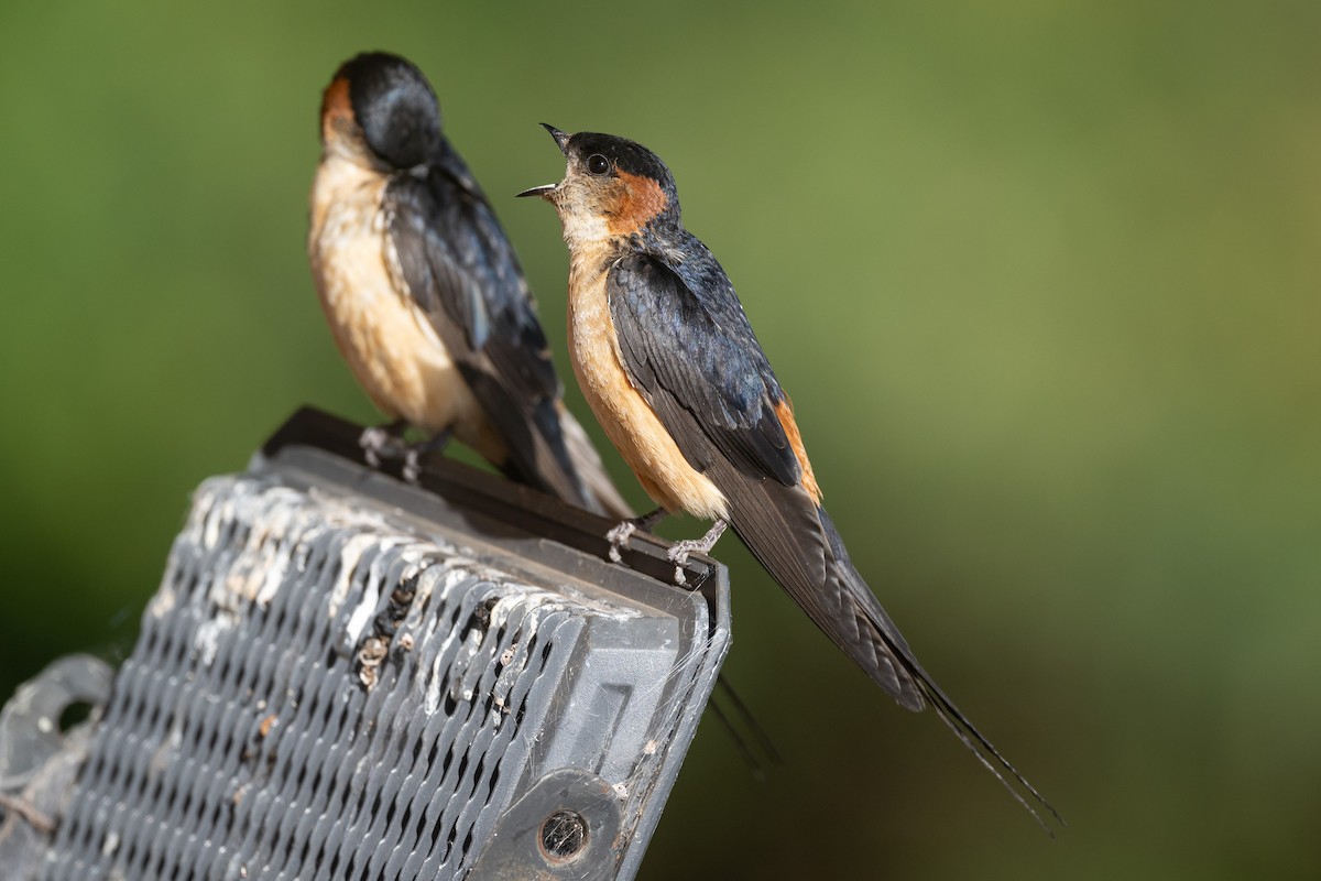 Red-rumped Swallow - Cecropis daurica - Media Search - Macaulay Library ...
