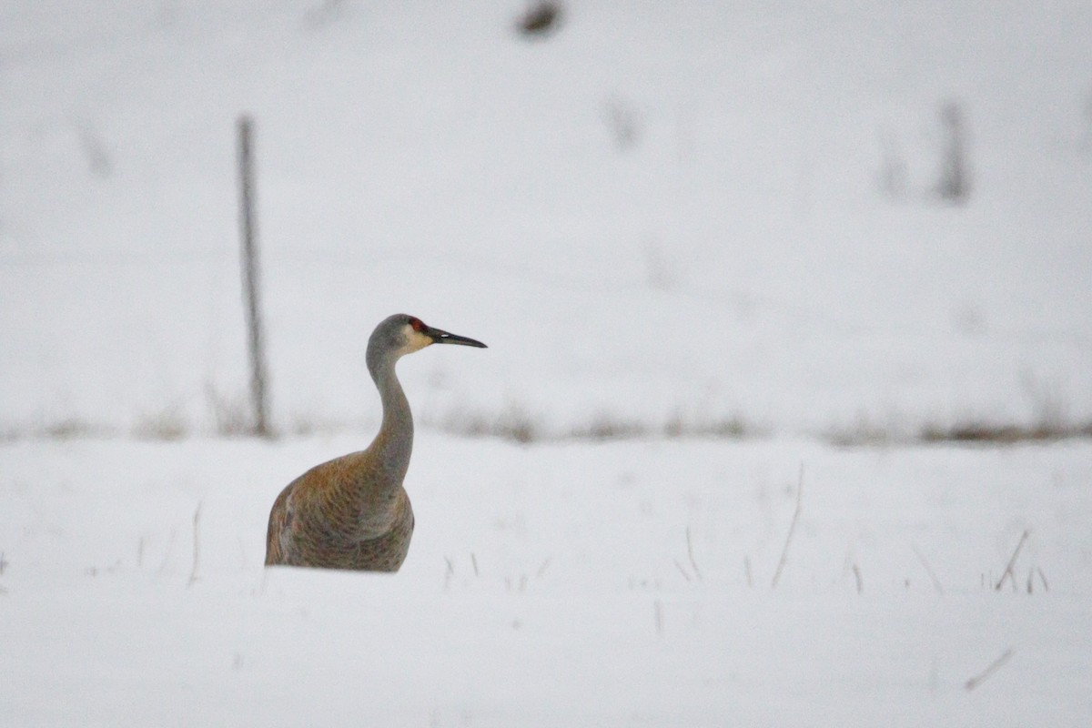 eBird Checklist - 6 Apr 2024 - stakeout Sandhill Crane, Plains Rd., Monroe - 6 species