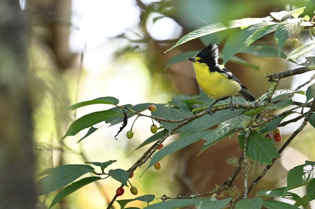 Taiwan Bird Atlas Checklist - 4 Apr 2024 - 玉山NP--觀山停車場(新中橫132K)(Yushan ...