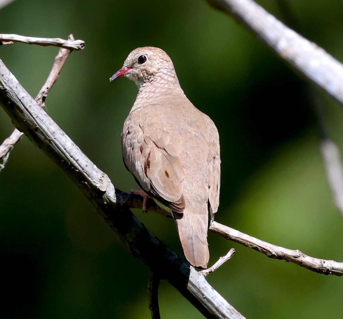 eBird Checklist - 6 Apr 2024 - Tijuana River Valley--Bird & Butterfly ...