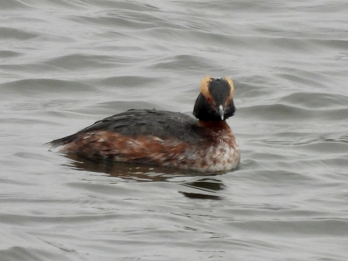 eBird Checklist - 6 Apr 2024 - Helena Valley Regulating Reservoir - 20 ...