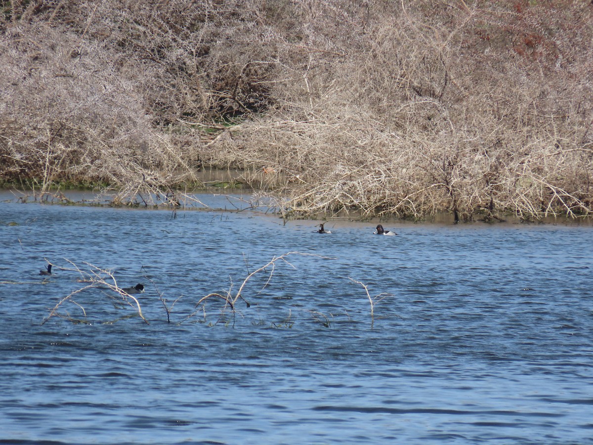 eBird Checklist - 6 Apr 2024 - Muizenberg Dam - 22 species