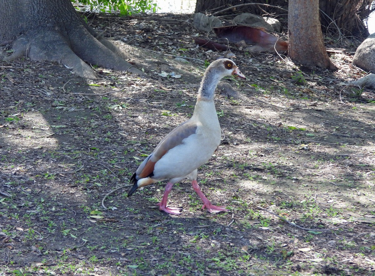 eBird Checklist - 6 Apr 2024 - Frank G. Bonelli RP/Puddingstone ...