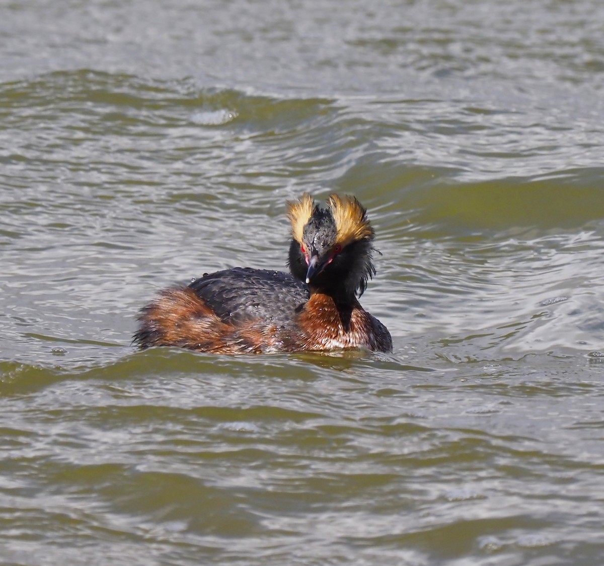 Pennsylvania Bird Atlas Checklist - 6 Apr 2024 - Montour Preserve - 19 species