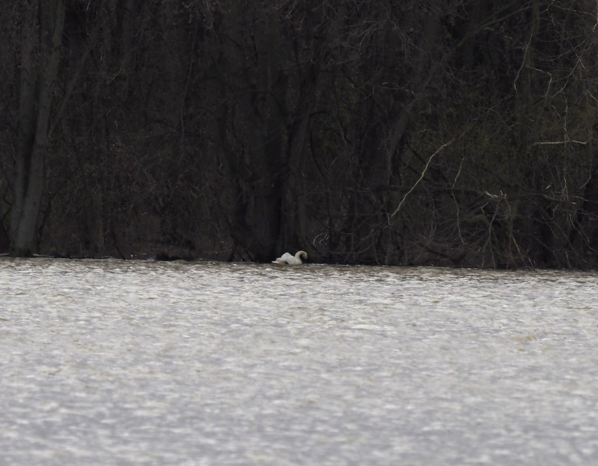 Pennsylvania Bird Atlas Checklist - 6 Apr 2024 - Blue Rock Rd. Boat Launch - 10 species
