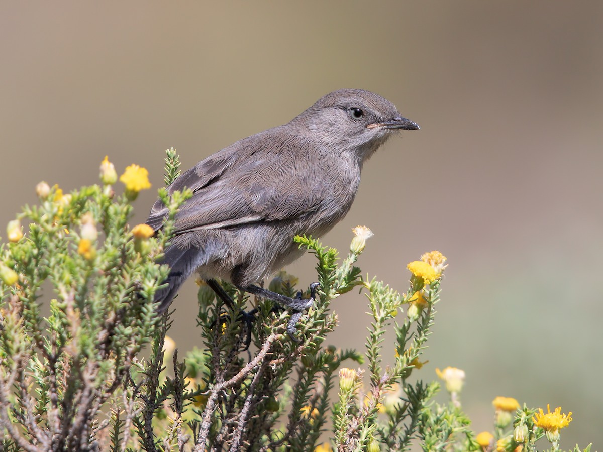 Layard's Warbler - Curruca layardi - Birds of the World