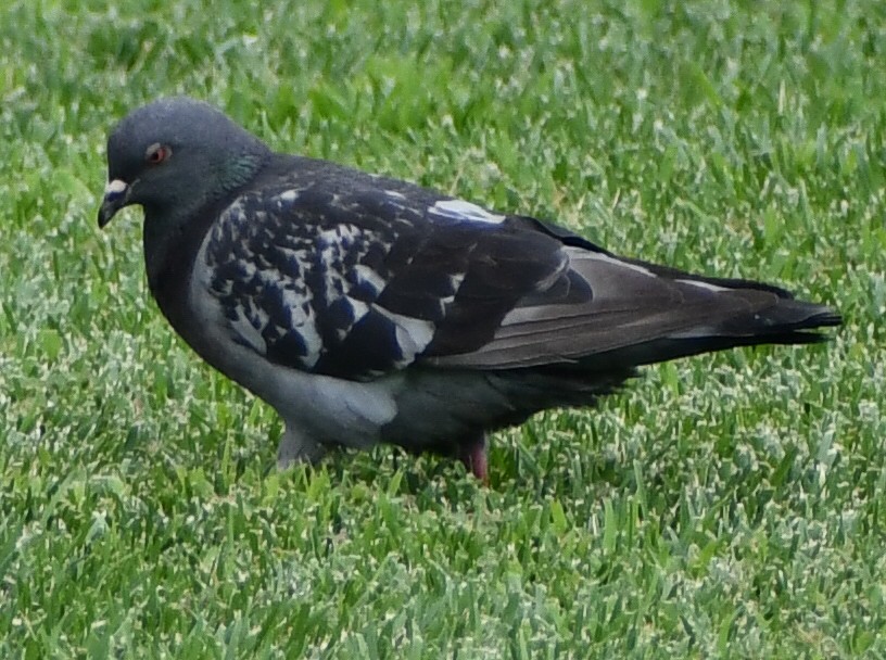 eBird Checklist - 20 Jul 2022 - Runyon/Fountain Lakes SWA - 2 species