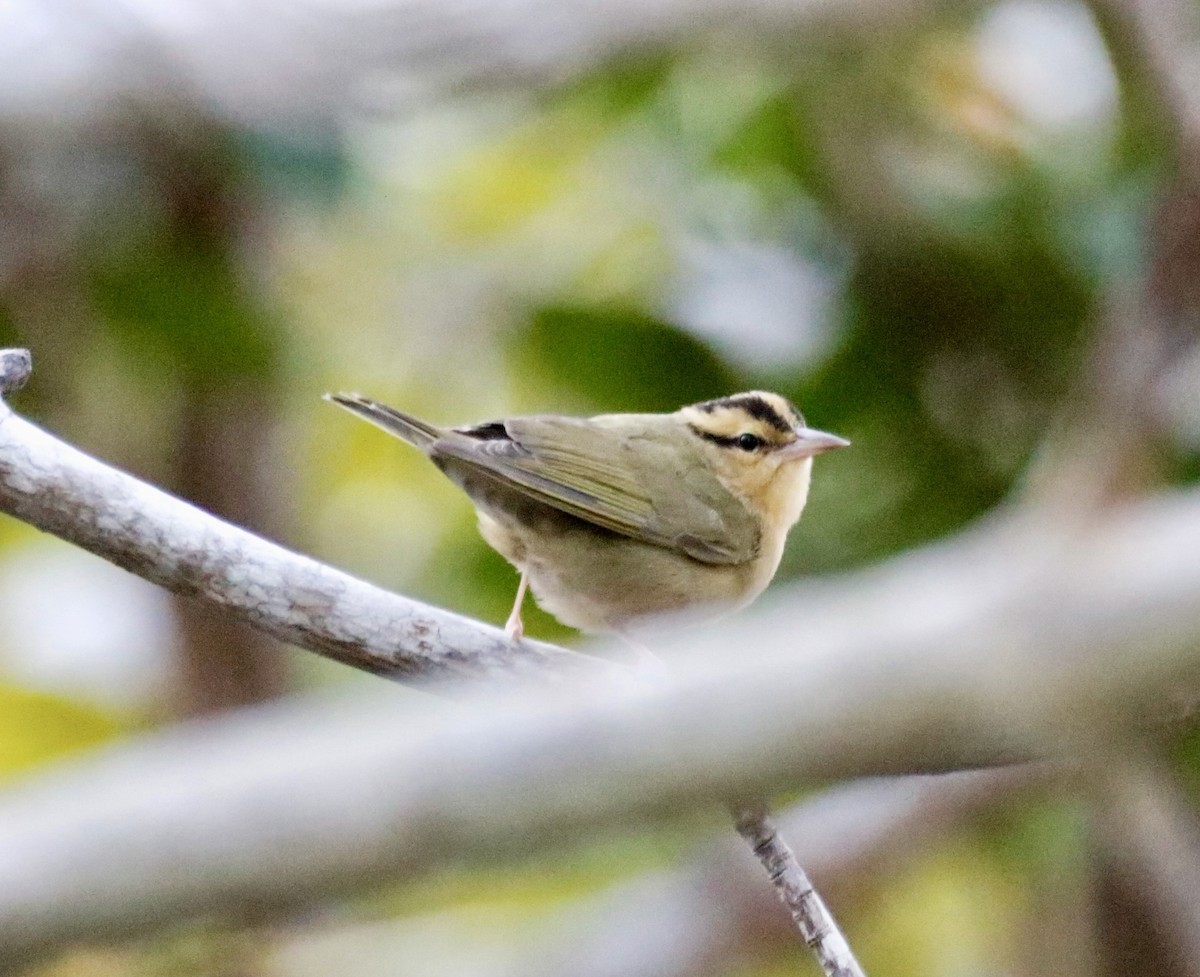 eBird Checklist - 6 Apr 2024 - Point Ybel Lighthouse Beach Park - 43 ...