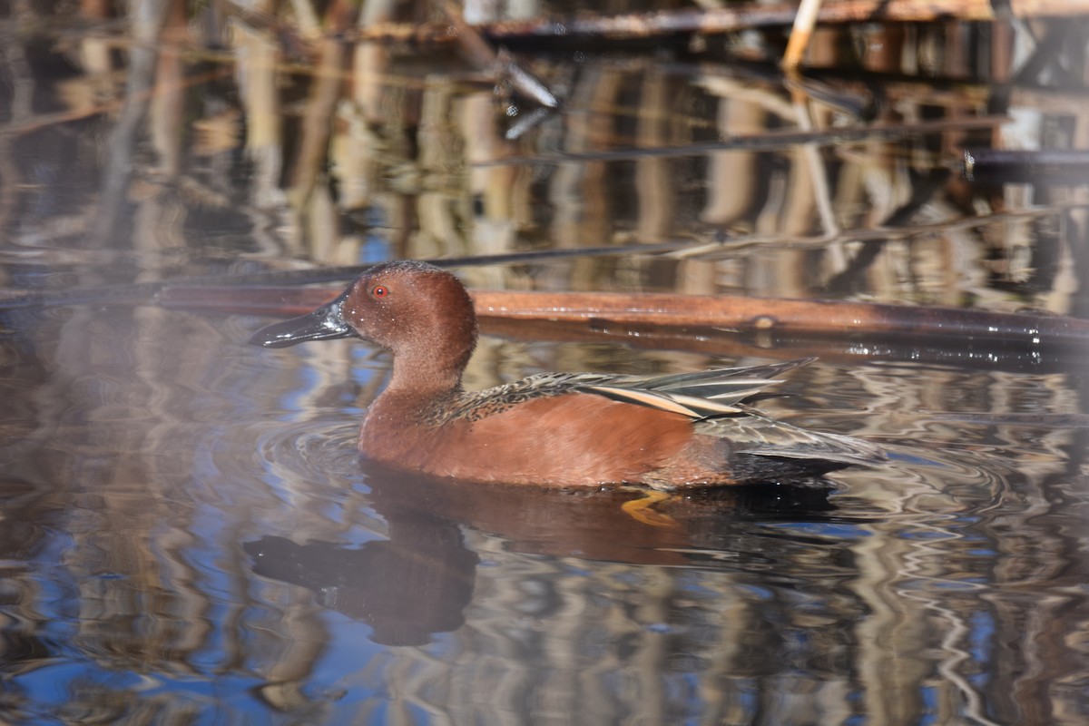 eBird Checklist - 6 Apr 2024 - Carson Lake - 57 species
