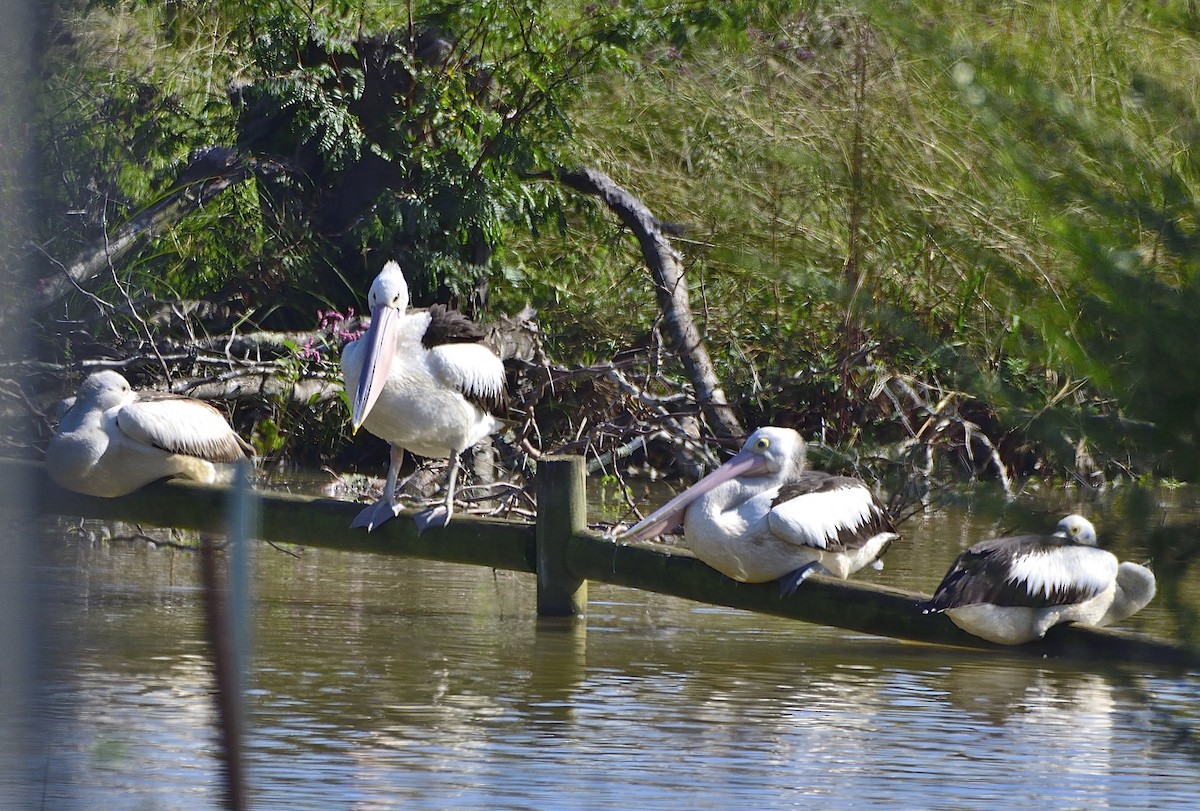 eBird Checklist - 7 Apr 2024 - 40 Exeter Street, Camden, New South ...