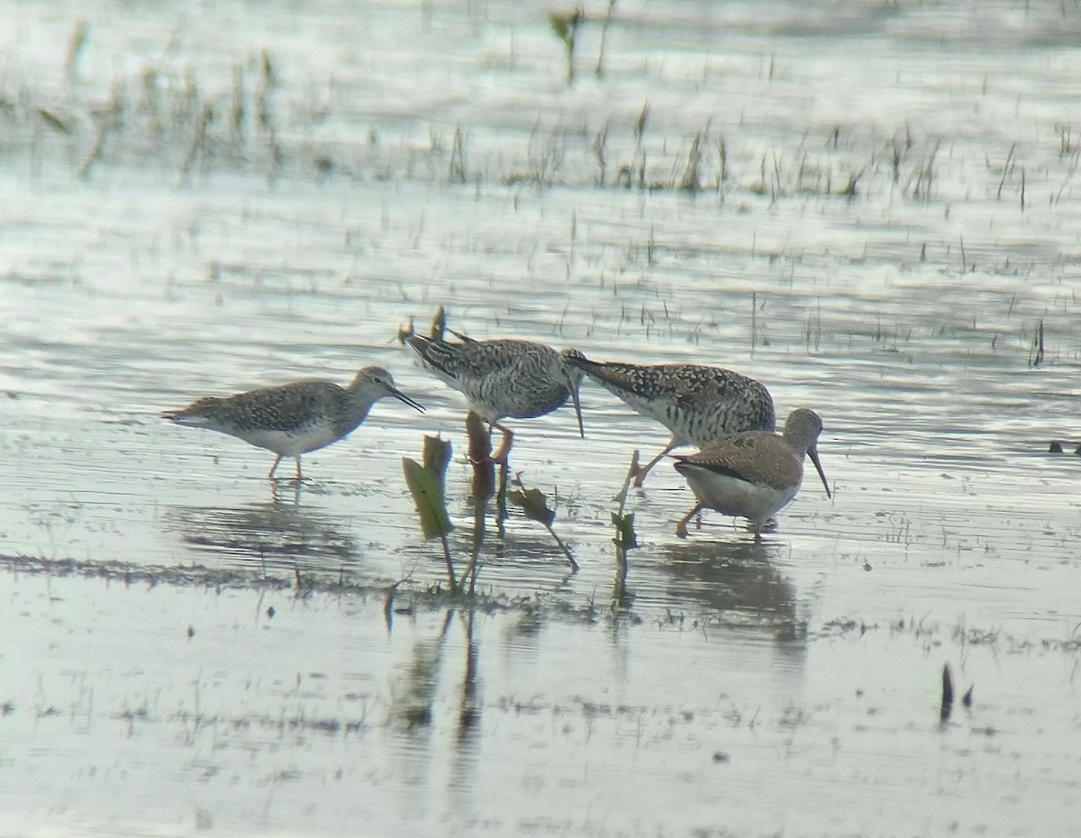 eBird Checklist - 6 Apr 2024 - Flooded Pond on Mad River Road - 36 species