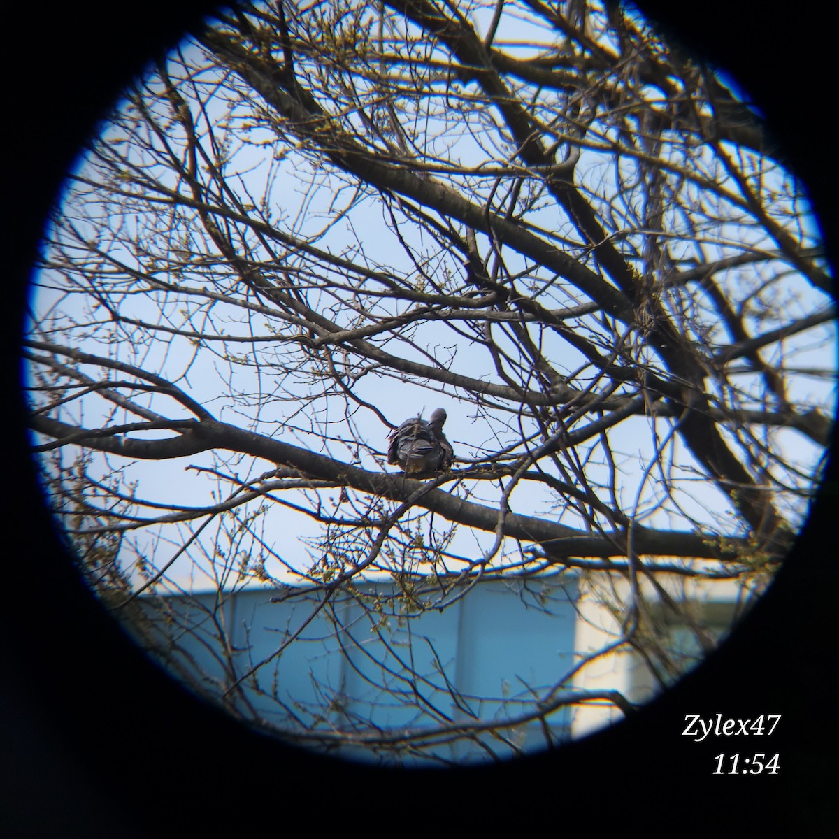 eBird Checklist - 7 Apr 2024 - 동구리저수지(Donggu-ri reservoir), Hwasun-eup ...