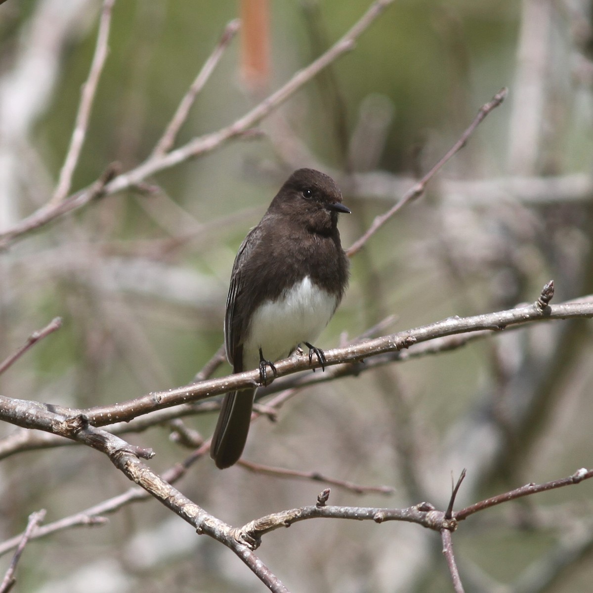 eBird Checklist - 6 Apr 2024 - UC Santa Cruz--Farm Project - 20 species