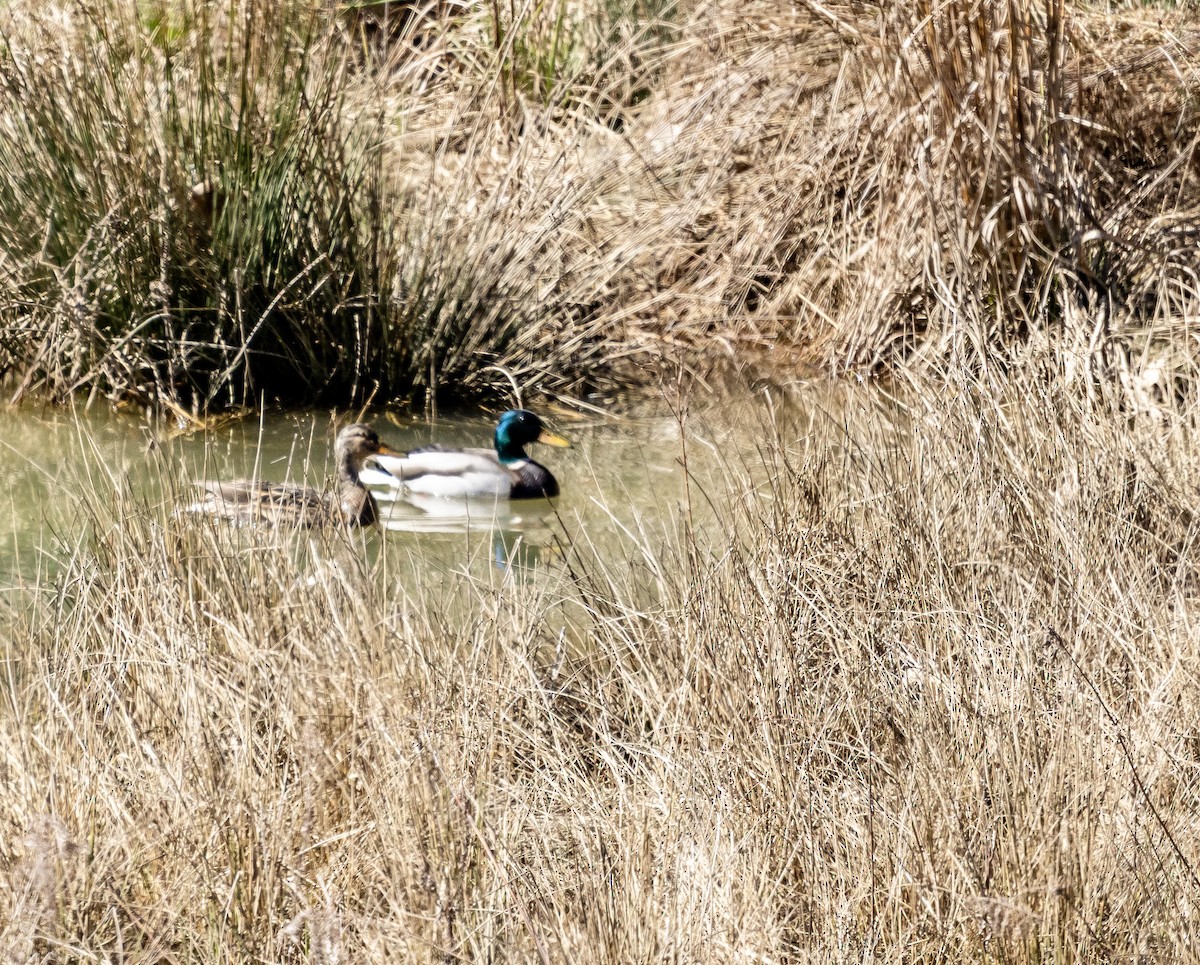 Pennsylvania Bird Atlas Checklist - 7 Apr 2024 - Windy Ridge Industrial Park - 23 species