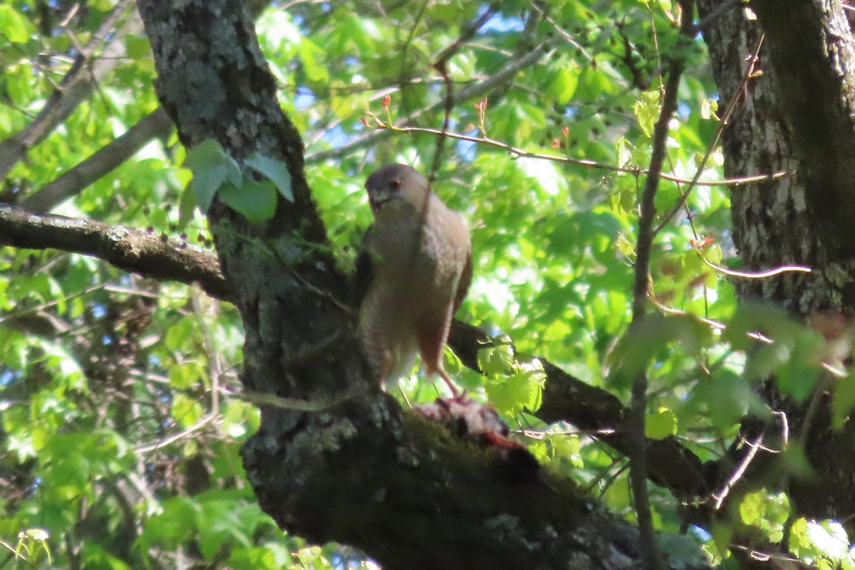 North Carolina Bird Atlas Checklist - 7 Apr 2024 - Greenville--River Park North - 44 species
