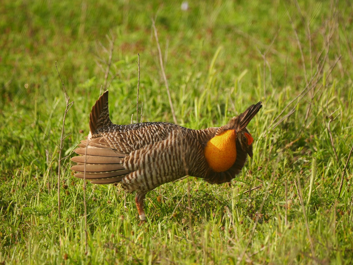 eBird Checklist - 7 Apr 2024 - Attwater Prairie Chicken NWR (CTC 004 ...