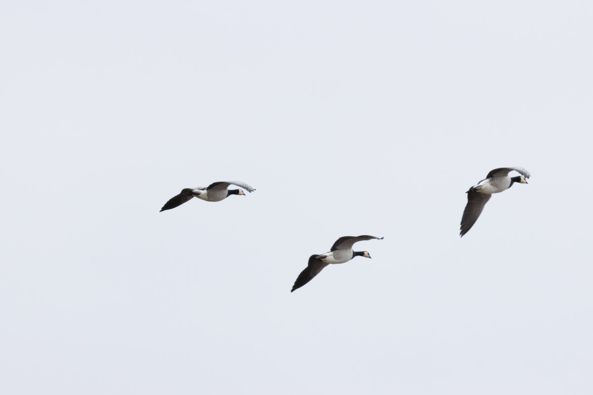 eBird Checklist - 7 Apr 2024 - Goulds--Cochrane Pond Rd.--fields - 3 ...