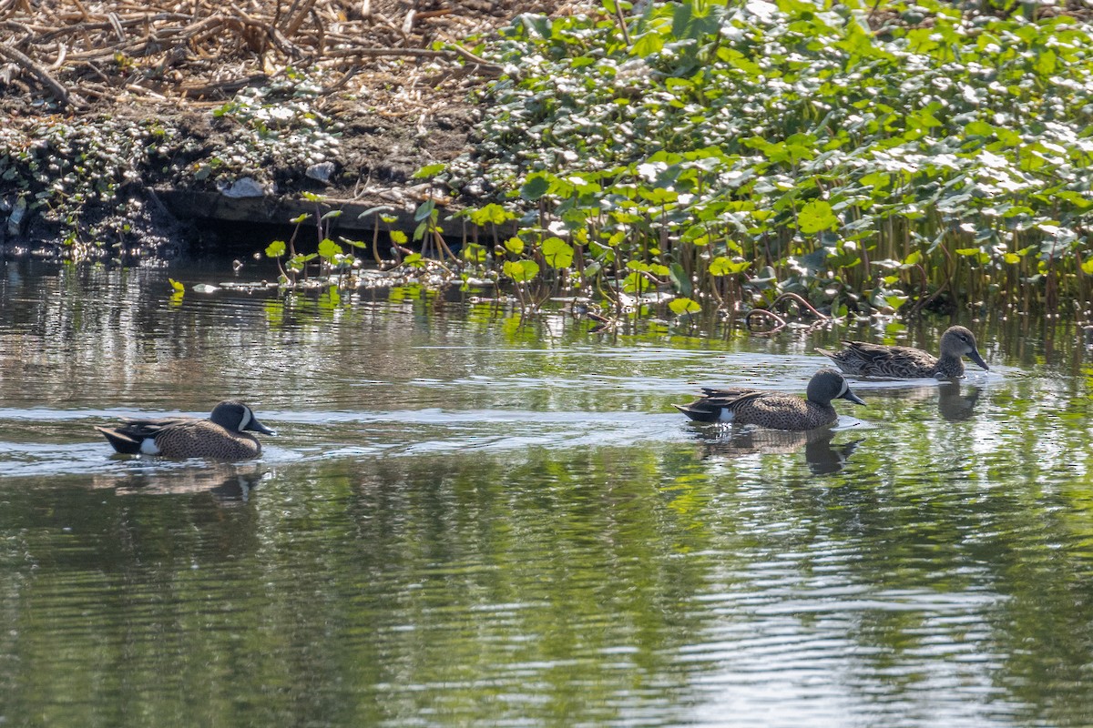 eBird Checklist - 7 Apr 2024 - Humedal Tibabuyes o Juan Amarillo - 26 ...
