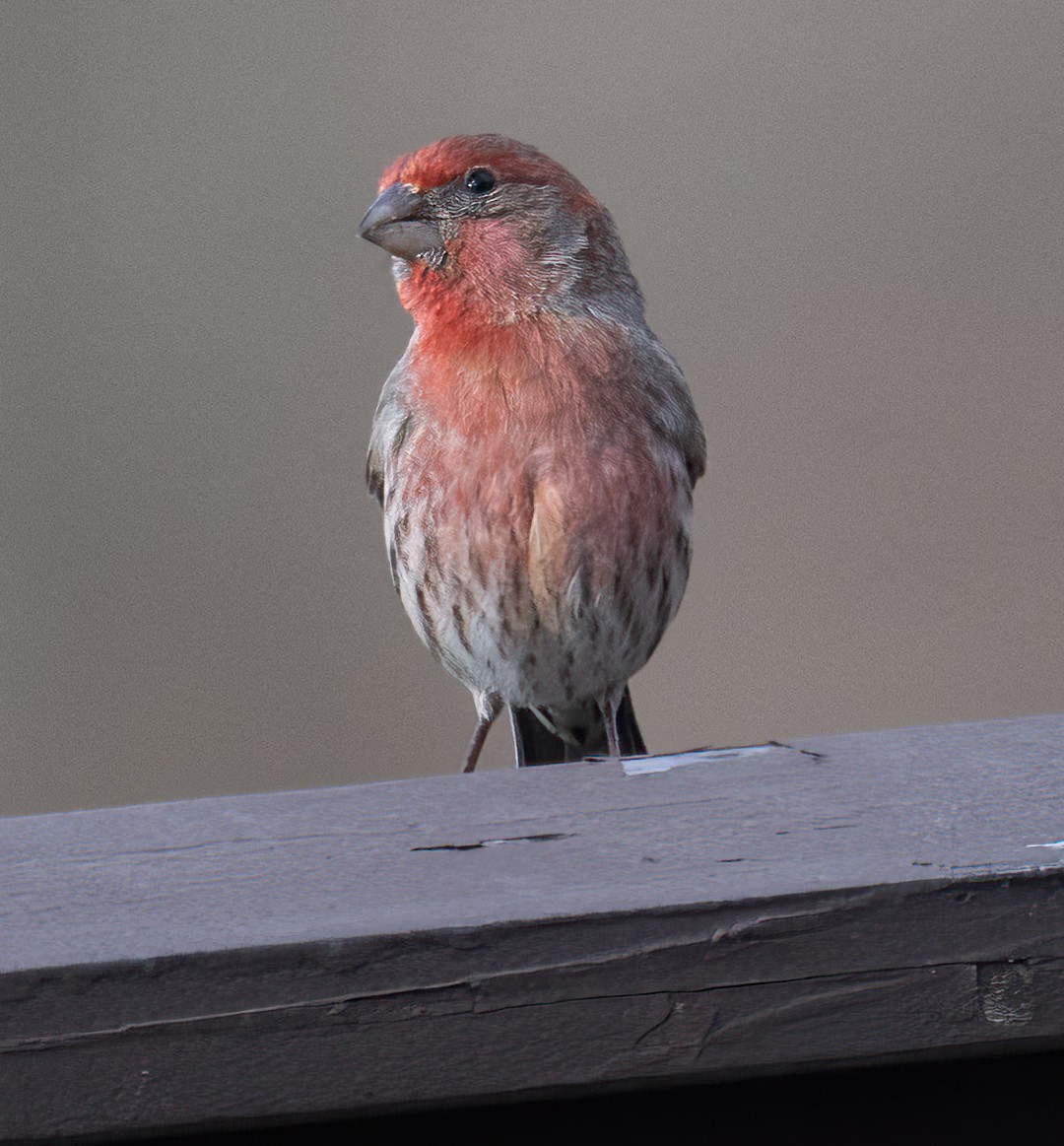 eBird Checklist - 6 Apr 2024 - Chemistry Lane - 14 species