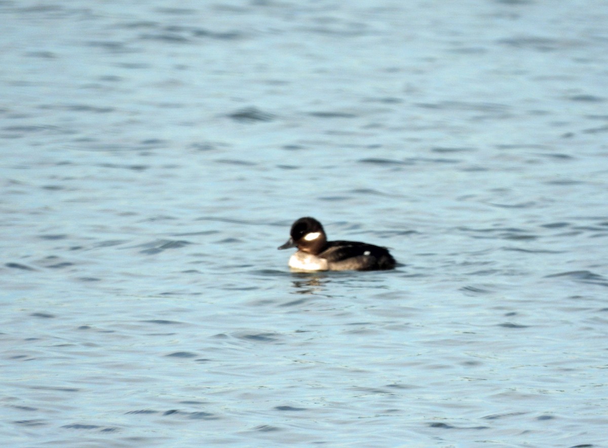 eBird Checklist - 7 Apr 2024 - Frank G. Bonelli RP/Puddingstone ...