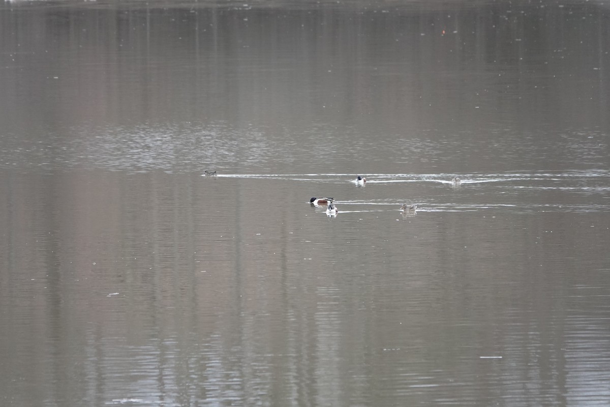 Pennsylvania Bird Atlas Checklist - 1 Apr 2024 - Canonsburg Lake - 18 species