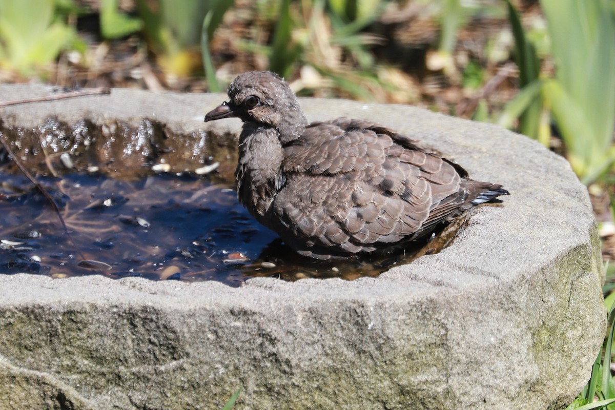 Pennsylvania Bird Atlas Checklist - 7 Apr 2024 - 395 Upper Georges Valley Rd, Spring Mills US-PA ...