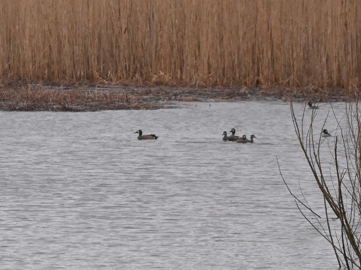 Mass Audubon eBird Checklist - 7 Apr 2024 - Daniel Webster Wildlife ...