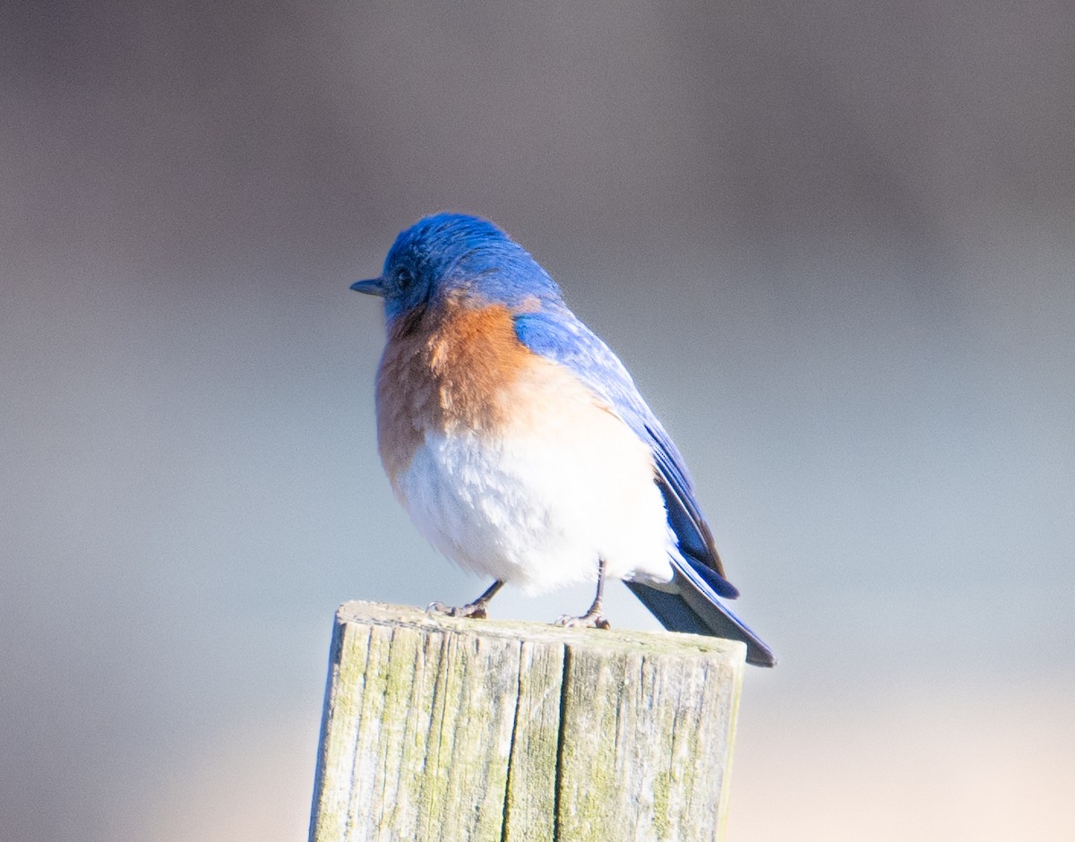 eBird Checklist - 7 Apr 2024 - Chemistry Lane - 18 species