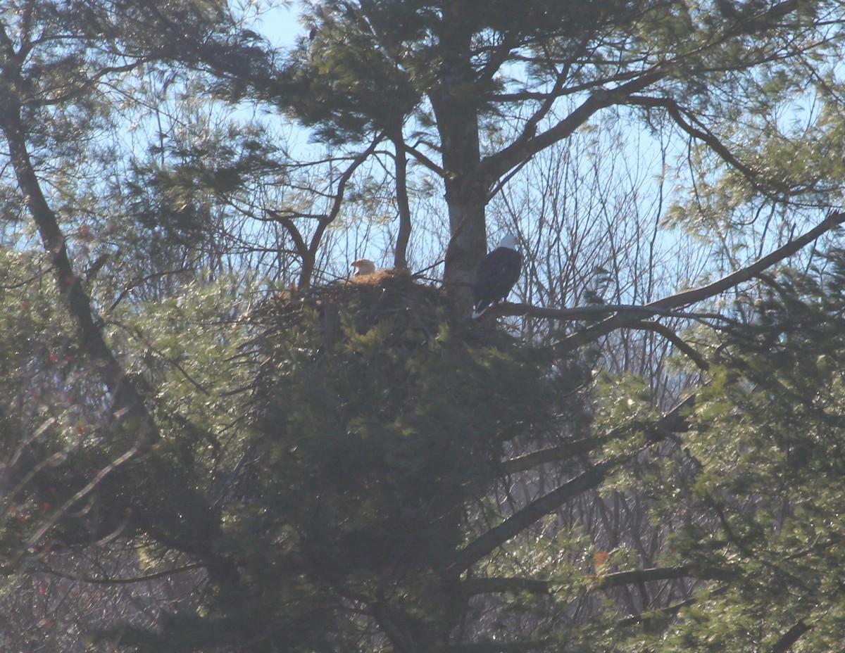 Pennsylvania Bird Atlas Checklist - 7 Apr 2024 - 129–199 Hawk Rd, Montrose US-PA 41.88980, -75. ...