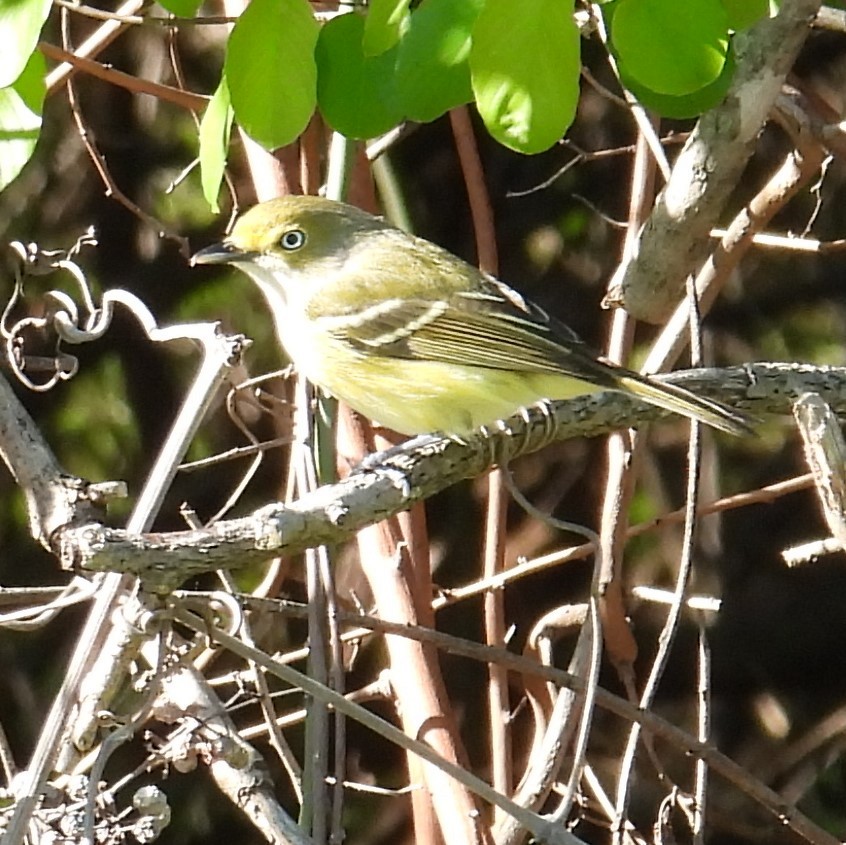 eBird Checklist - 4 Apr 2024 - Timbers Nature Preserve Park - 32 species