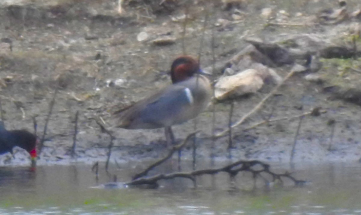 eBird Checklist - 6 Apr 2024 - Muizenberg Dam - 33 species