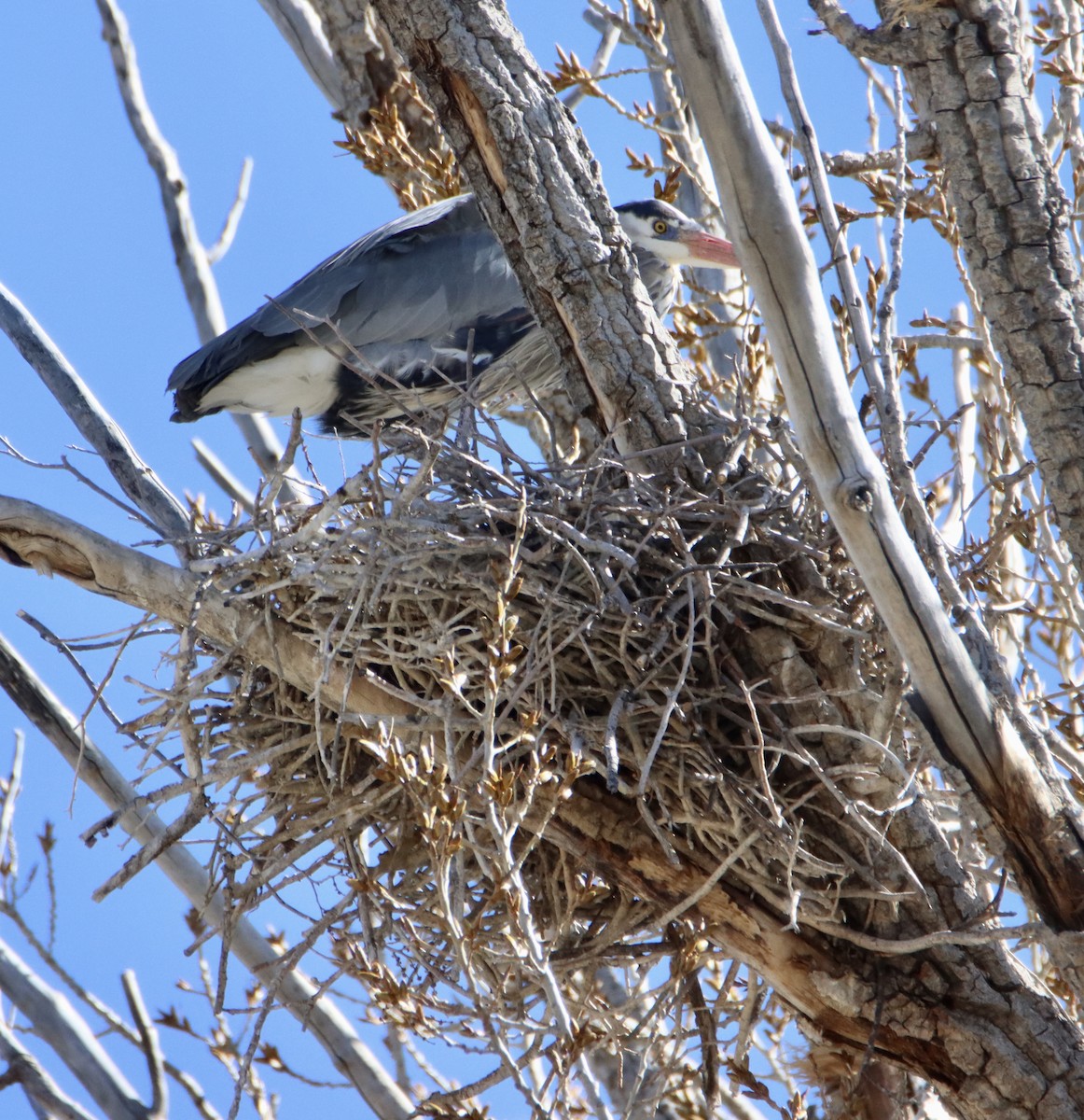 eBird Checklist - 7 Apr 2024 - Raman Town Area - 6 species