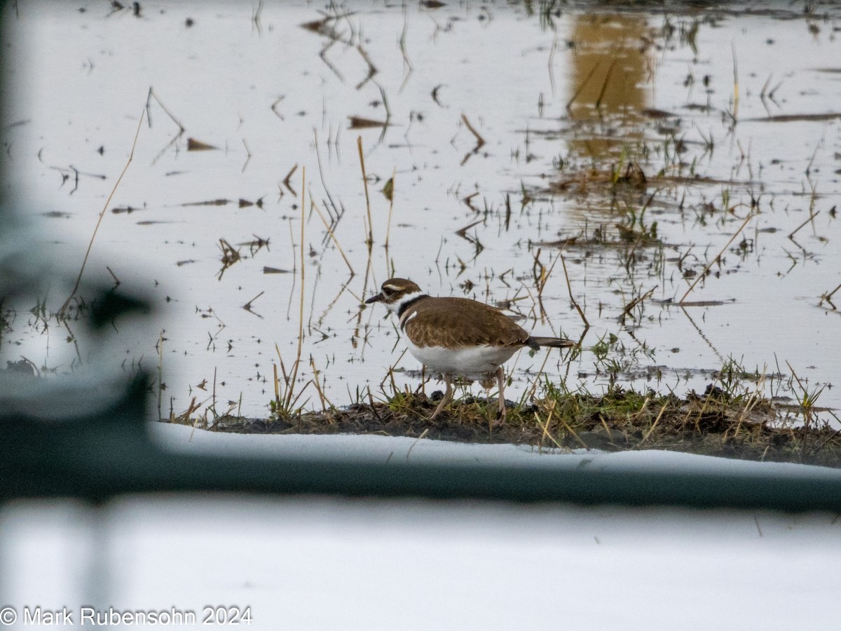Killdeer - Charadrius vociferus - Media Search - Macaulay Library and eBird