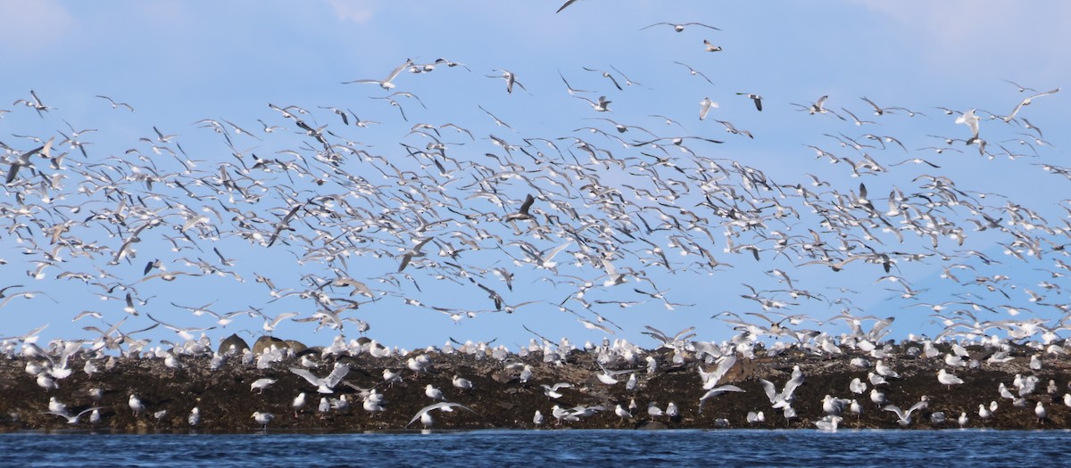 eBird Checklist - 4 Apr 2024 - Prince Rupert--Duncan Bay - 15 species