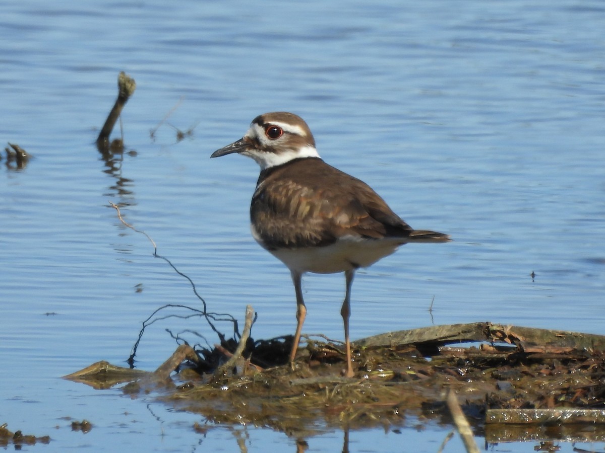 Killdeer - Charadrius vociferus - Media Search - Macaulay Library and eBird