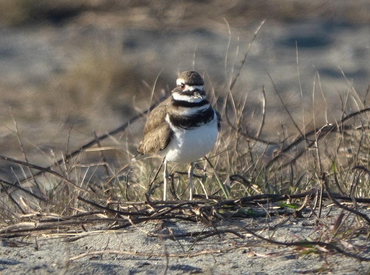 Killdeer - Charadrius vociferus - Media Search - Macaulay Library and eBird