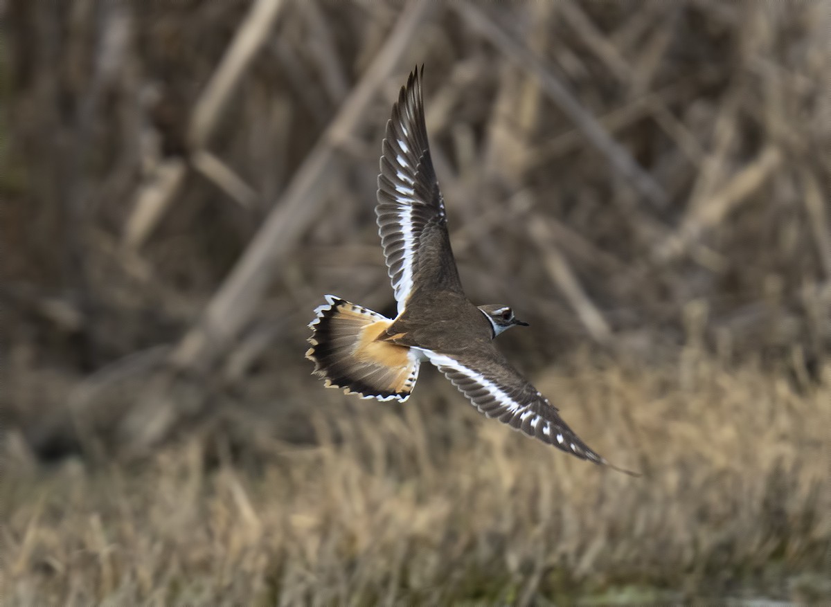 Killdeer - Charadrius vociferus - Media Search - Macaulay Library and eBird