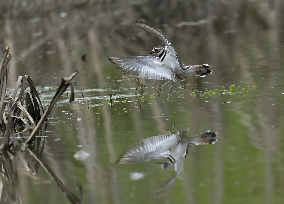 Killdeer - Charadrius vociferus - Media Search - Macaulay Library and eBird
