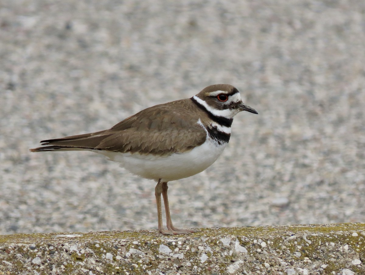 Killdeer - Charadrius vociferus - Media Search - Macaulay Library and eBird