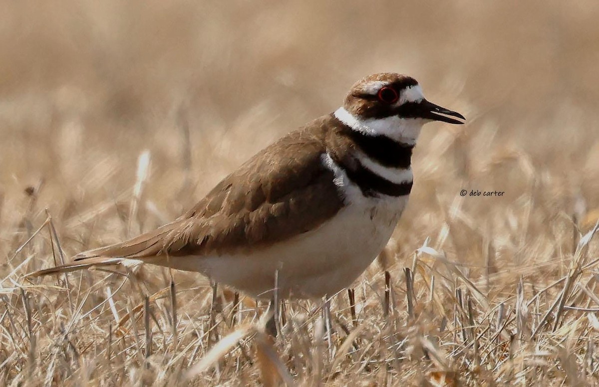 Killdeer - Charadrius vociferus - Media Search - Macaulay Library and eBird